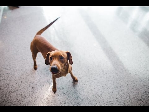 Carmelo - Rhodesian Ridgeback - 6 Months Old - YouTube