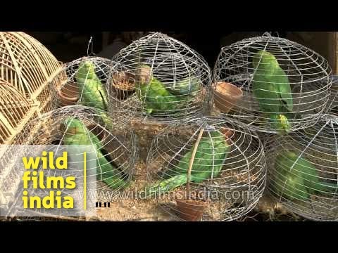 Cruel: Caged birds for sale at Sonepur Cattle Fair, Bihar - YouTube