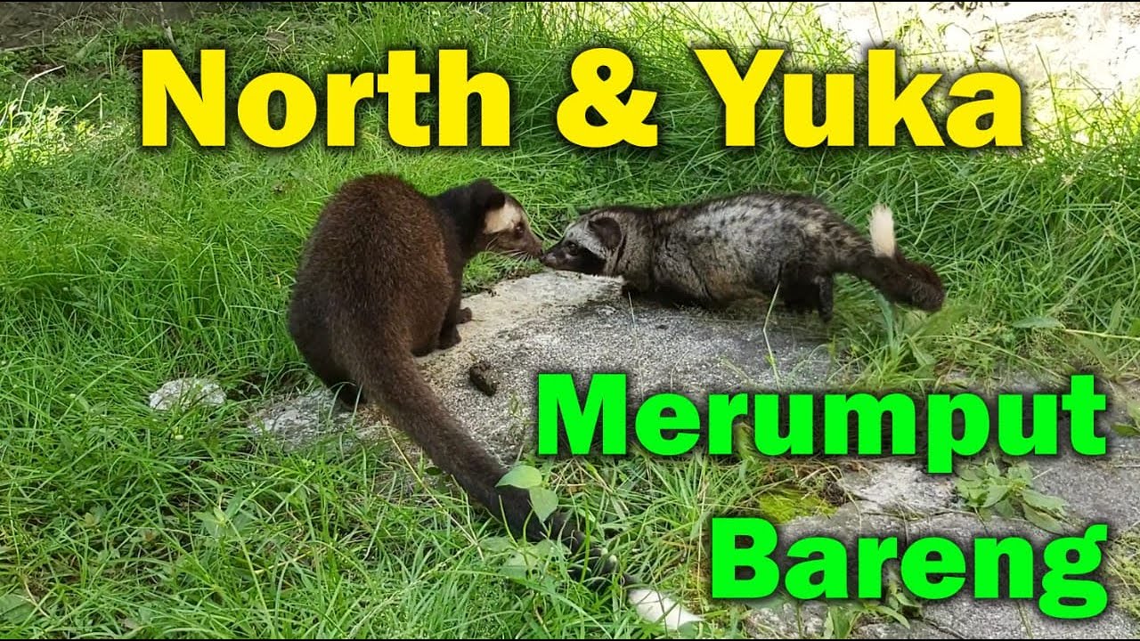 Manfaat Rumput Bagi Musang || Bahaya Gak Sih Musang Makan Rumput? - YouTube