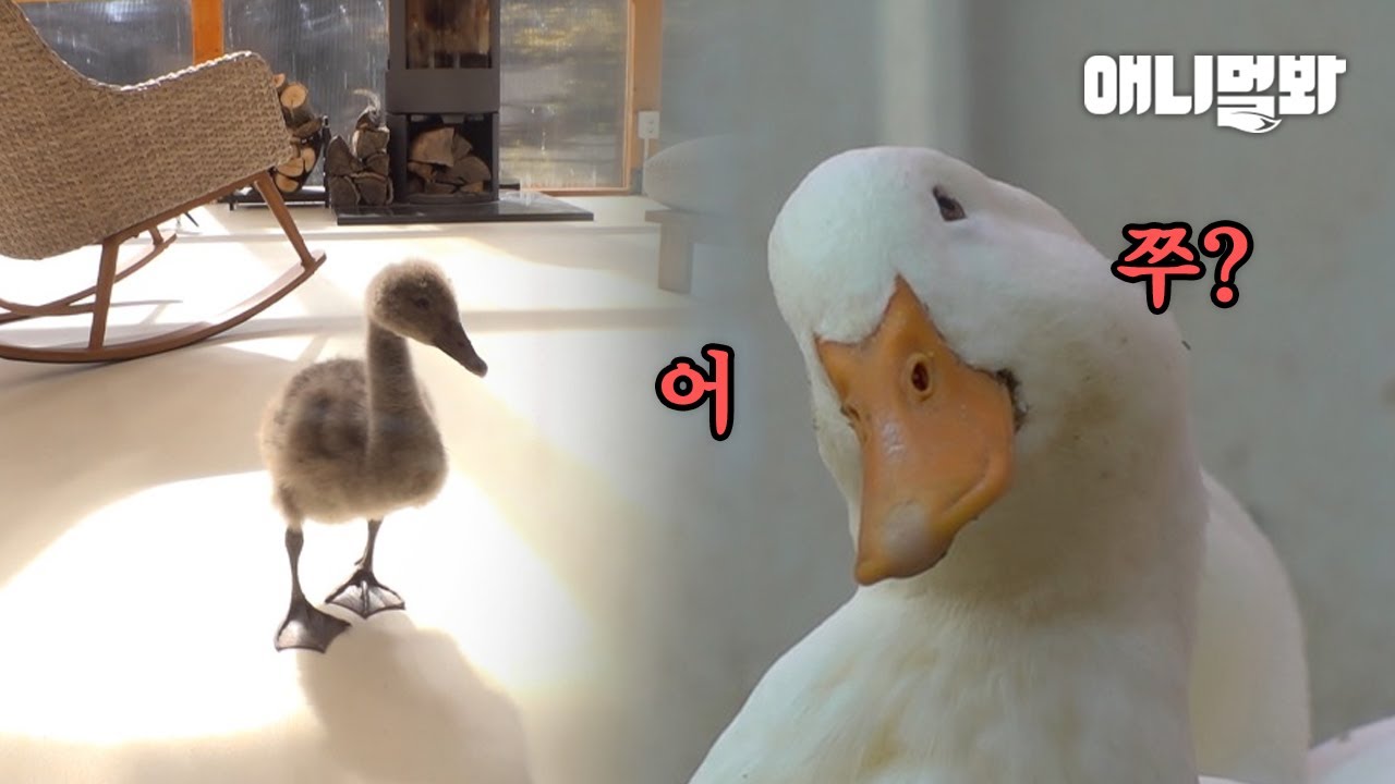 블랙스완 뽀시래기 시절ㅋㅋㅋ귀엽기만한데 오리들은 아닌가봄ㅣUgly Duckling Real-Life Ver. - YouTube