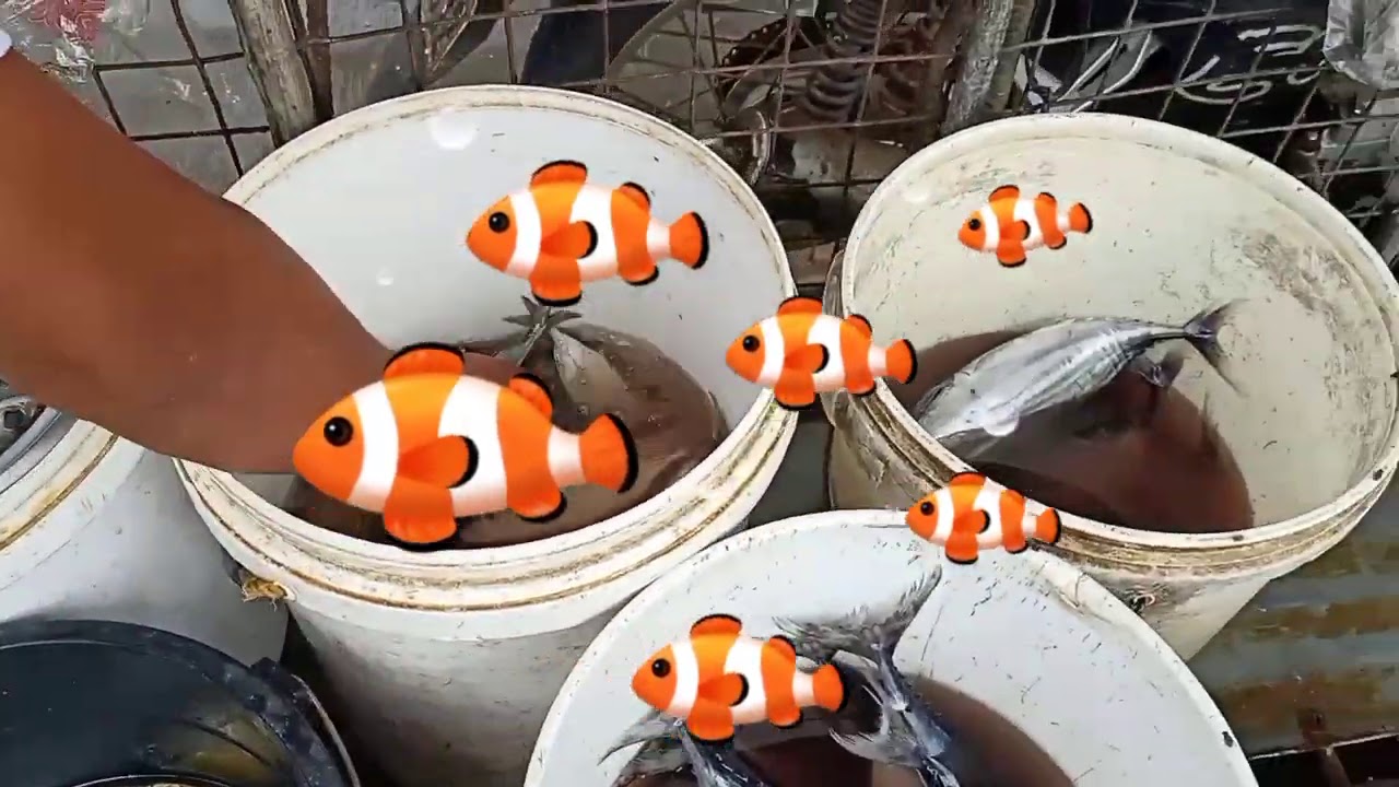 TALIPAPA DAY - YouTube