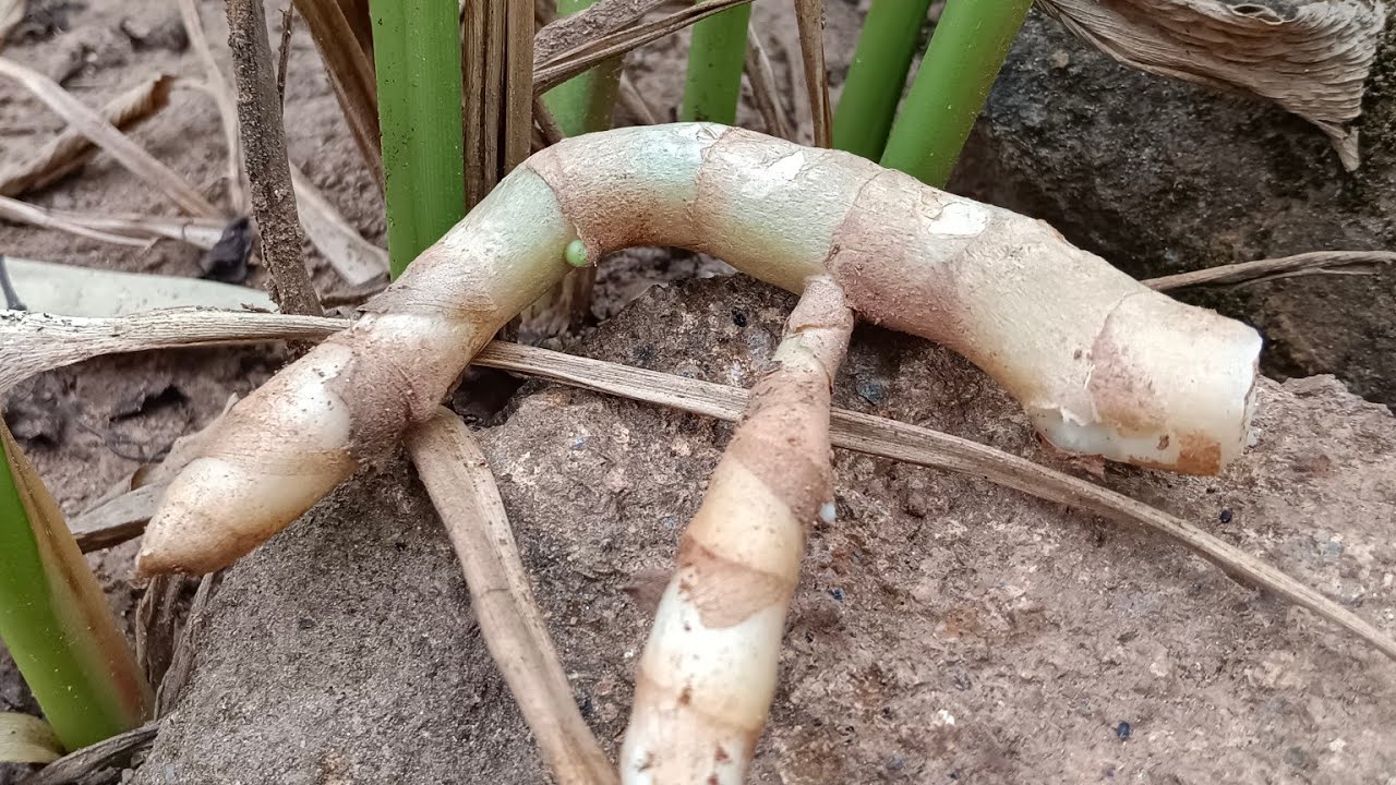 tshuaj zoo qaug cawv - YouTube