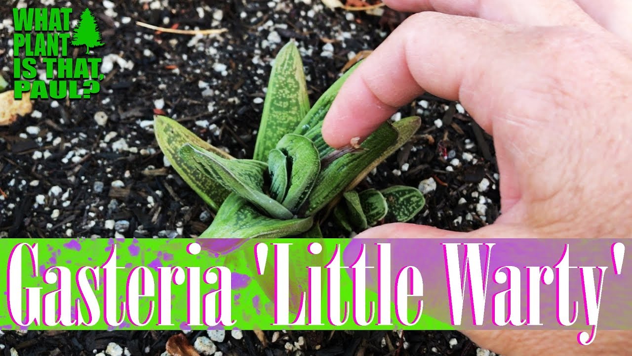 Gasteria 'Little Warty' - Has thick, stiff, dark green leaves marked ...