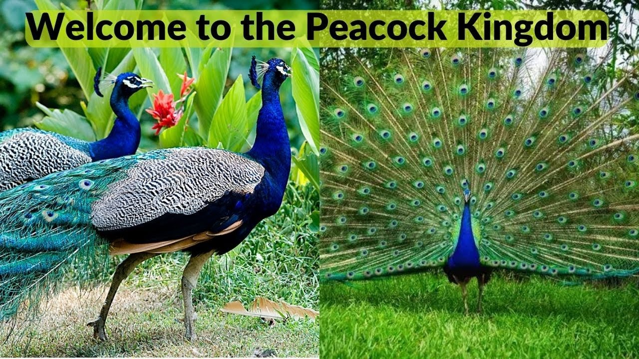 Peacock Sound with Nature | Colourful Peacock | ময়ুরের রাজ্যে আপনাকে ...