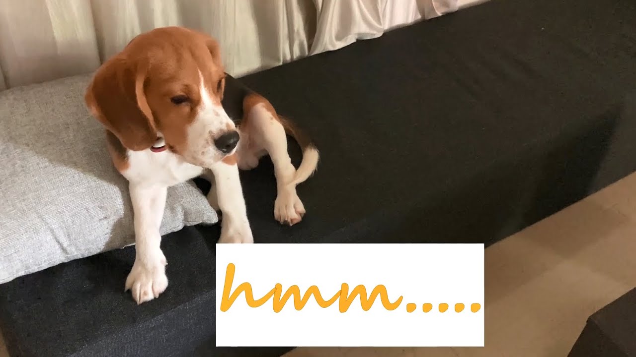 Groot is Bored Watching TV ! I'm Groot the Beagle - YouTube
