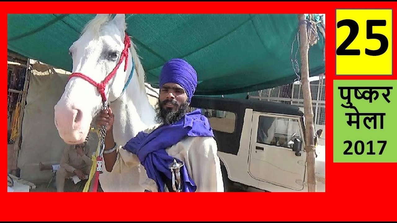 संजाब घोडी Sanjab Mare Trading : पुष्कर मेला 2017 Horse Video घोड़ा ...