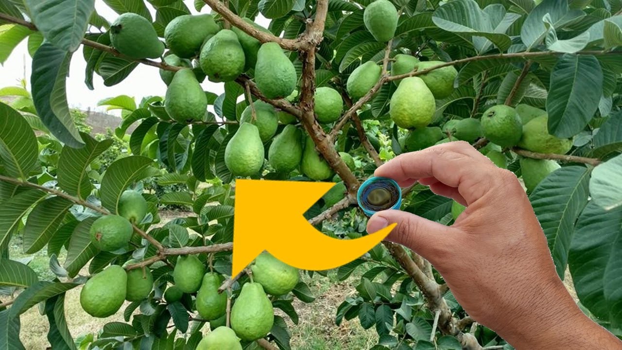 APENAS 1 TAMPINHA faz sua Goiabeira envergar de tantas Goiabas ...