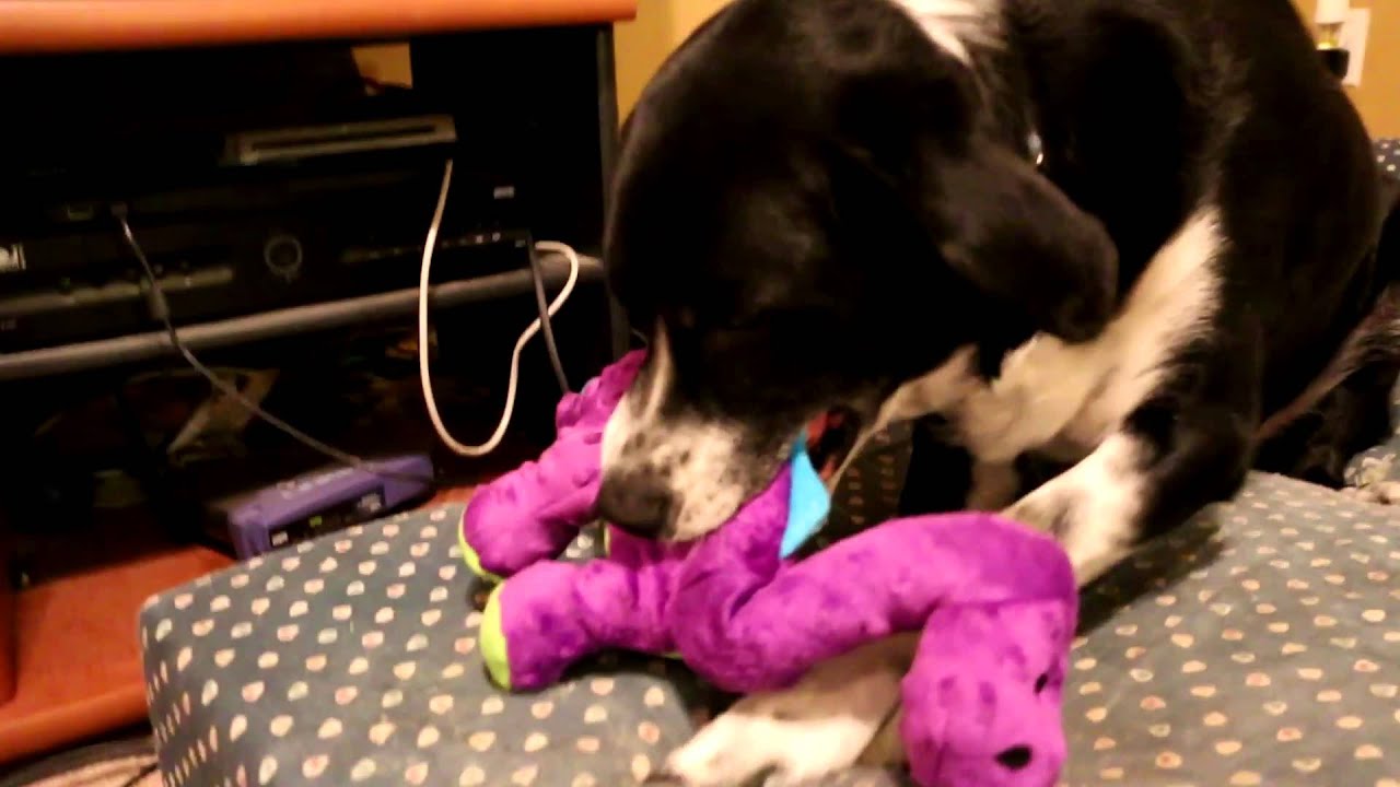 Dog Vs "Barney" - YouTube