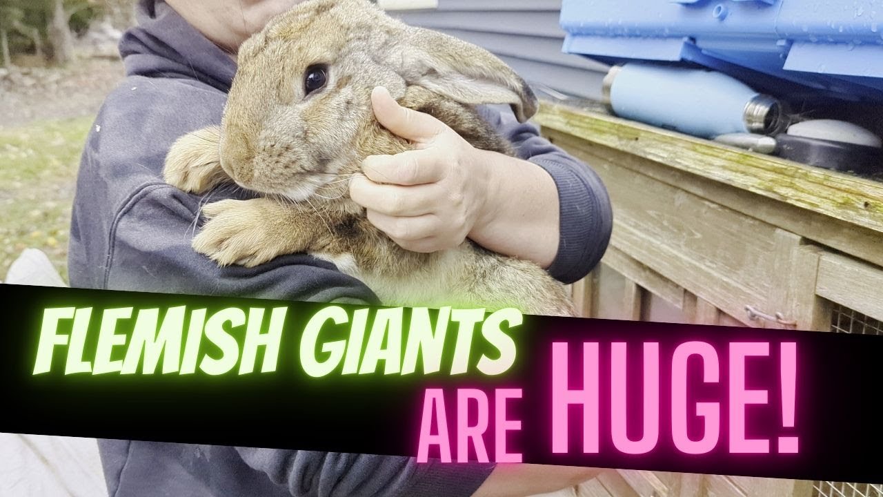 Flemish Giant Bunnies: The Real-Life Giants Among Rabbits! - YouTube