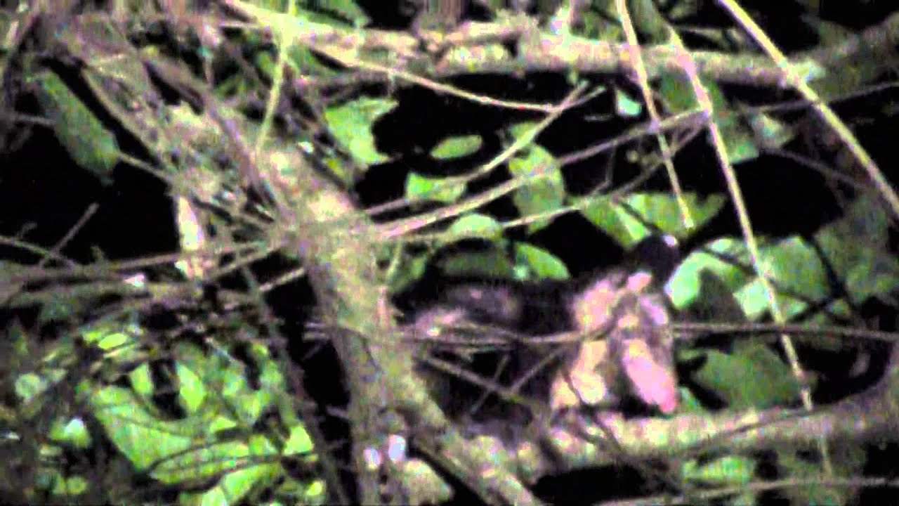 Didelphis marsupialis - Tacuacín Común - YouTube
