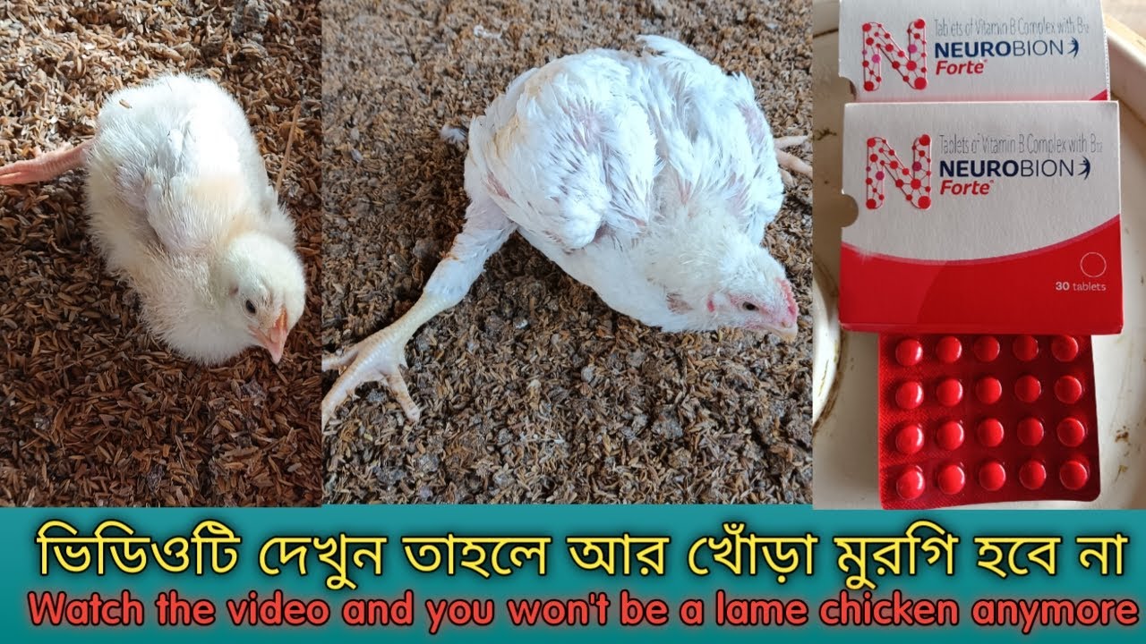 poultry medicine/lame murgi medicine/murgi medicine/chicken medicine ...