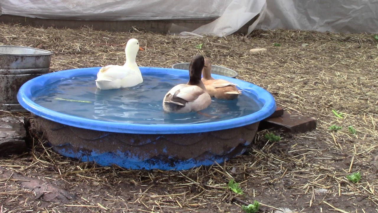 Call Ducks Eating Kale - YouTube