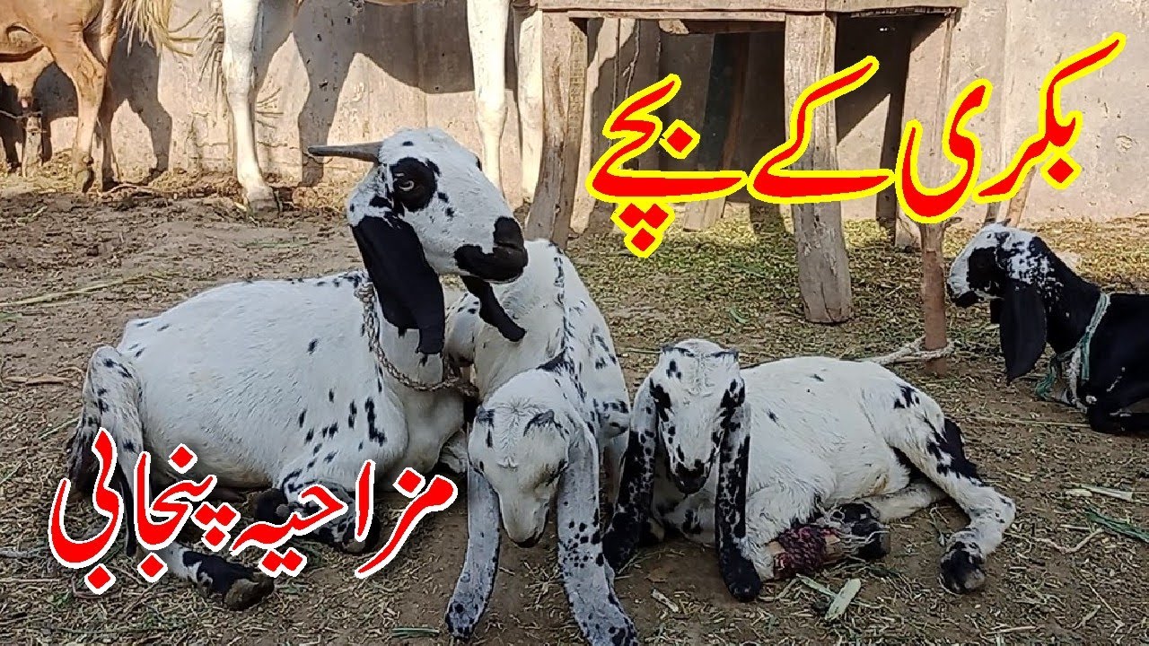 Bakri Ke Bachay Funny Azizi Totay Punjabi Totay Tezabi Totay Funny ...