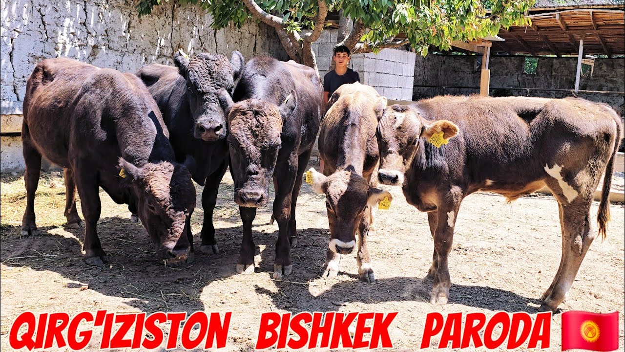 Issiqko'l Bishkek Tozza Shvet va Angus Buqalar Rasuljon Akadan 1-avgust ...