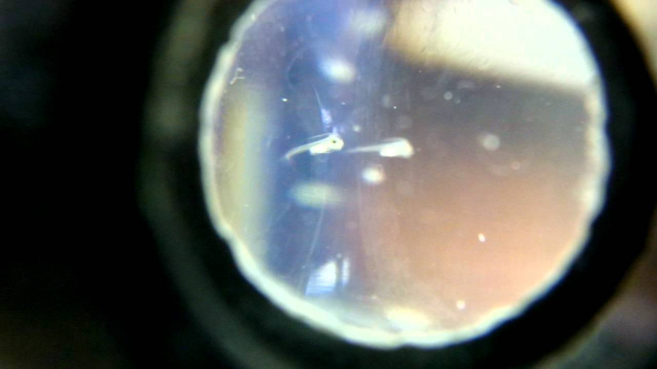 baby_scorpion_fish1：close up - YouTube