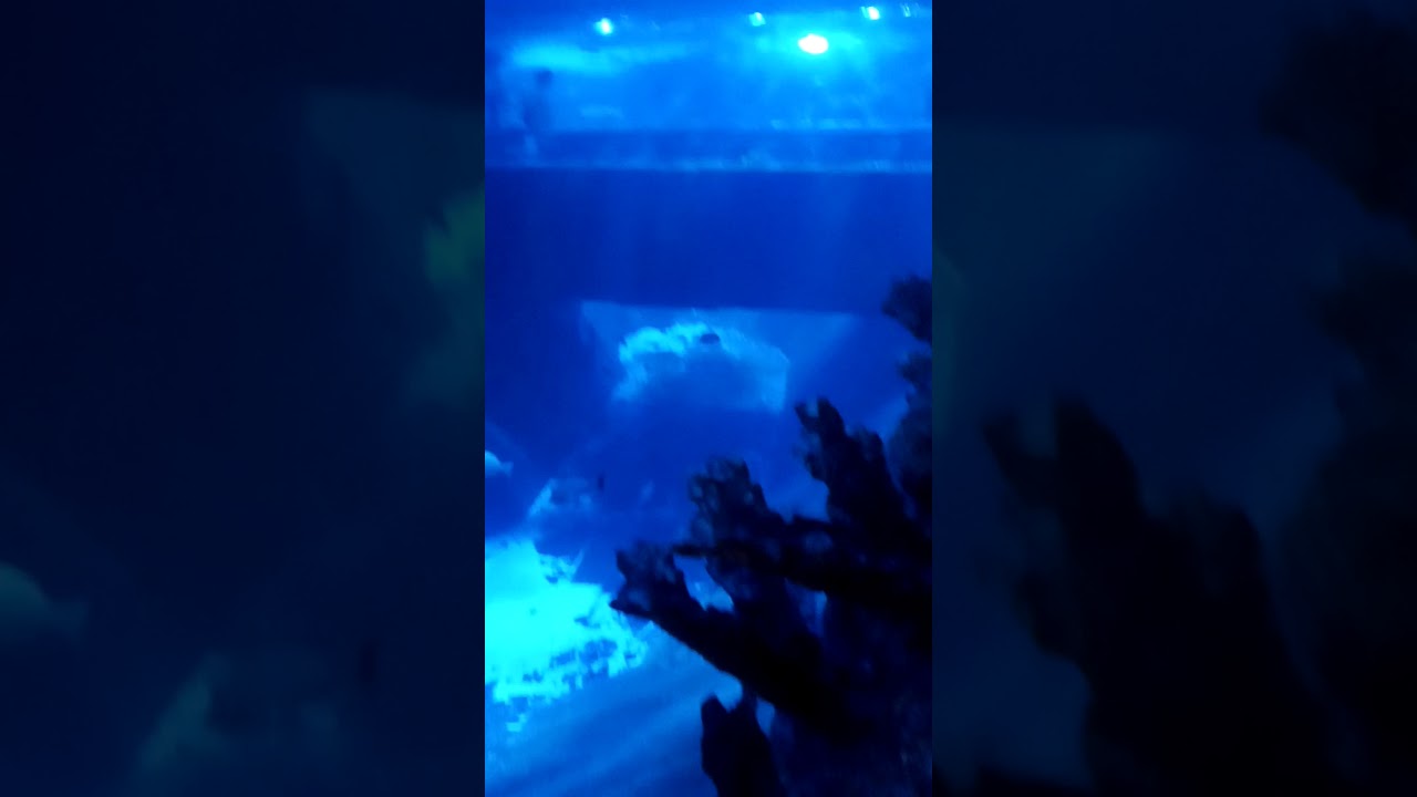 Amazing underwater bridge - YouTube