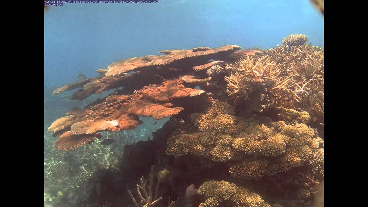 Davies Reef (GBR) Underwater Camera 18 Month Time Lapse in 30 sec - YouTube