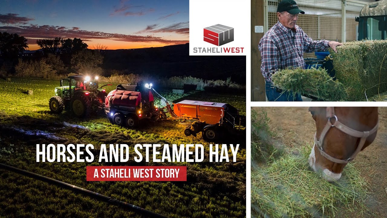 Your Horses Deserve the Best Feed - DewPoint Steamed Hay - YouTube