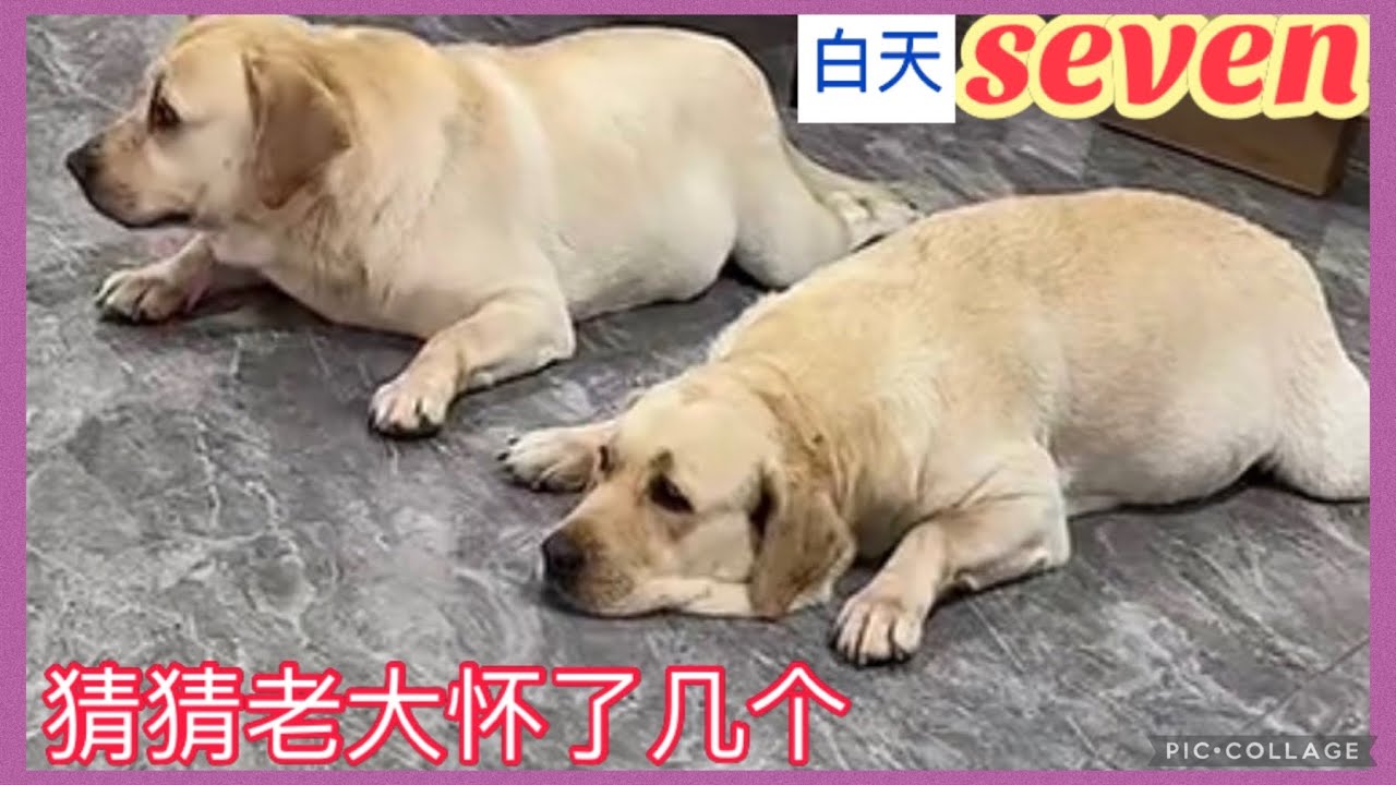 拉布拉多seven老四💕2023-3-13白天直播💕 seven宠物拉拉 #老四 ##赛文 #小迷糊💕Labrador seven - YouTube