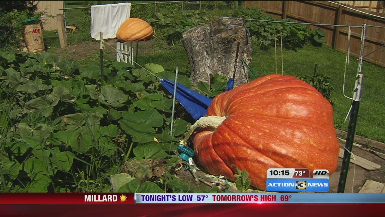 Largest Pumpkin Ever Grown In Nebraska YouTube largest-pumpkin-ever-grown-in-nebraska-youtube