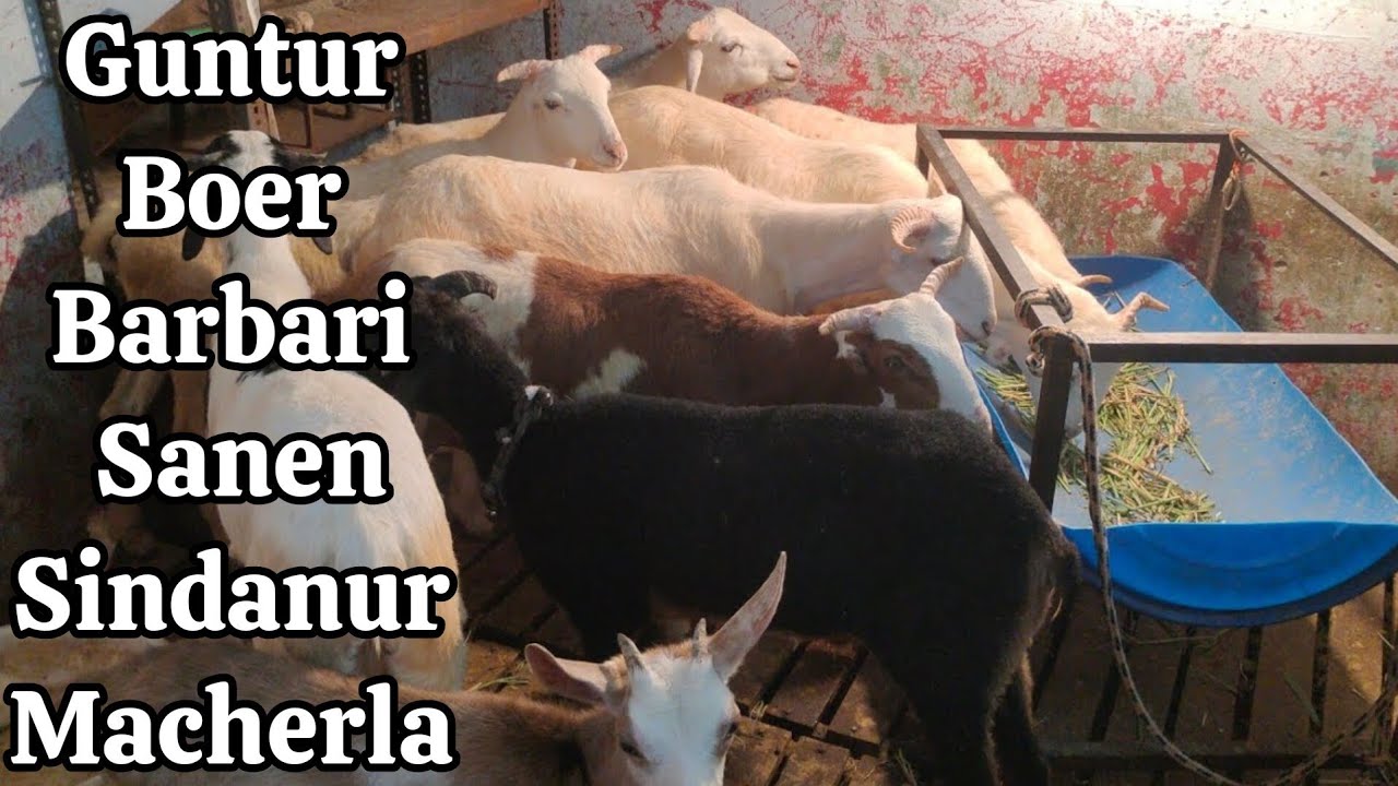 white Guntur baby sheeps available in Hyderabad | boer barbari & sanen ...