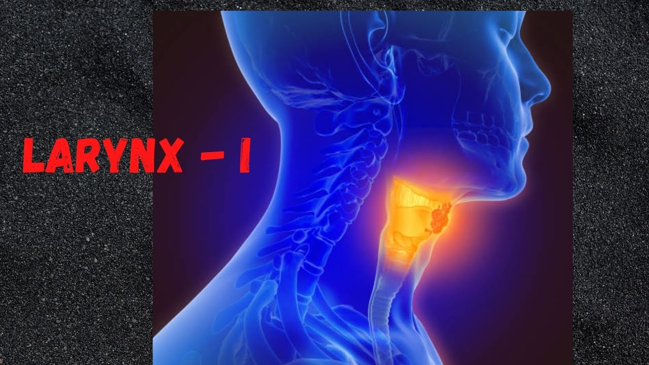 Larynx Part 1 MBBS - YouTube