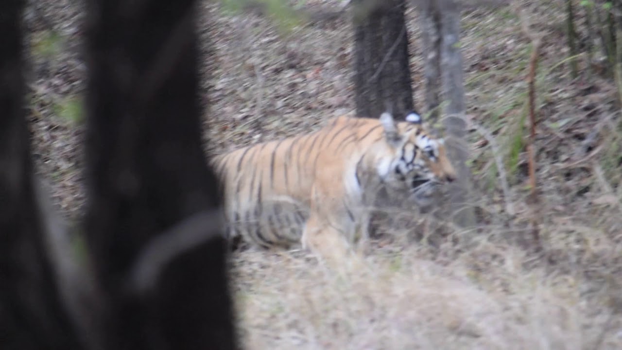 A close encounter with Sher Khan - The Tiger must watch - YouTube