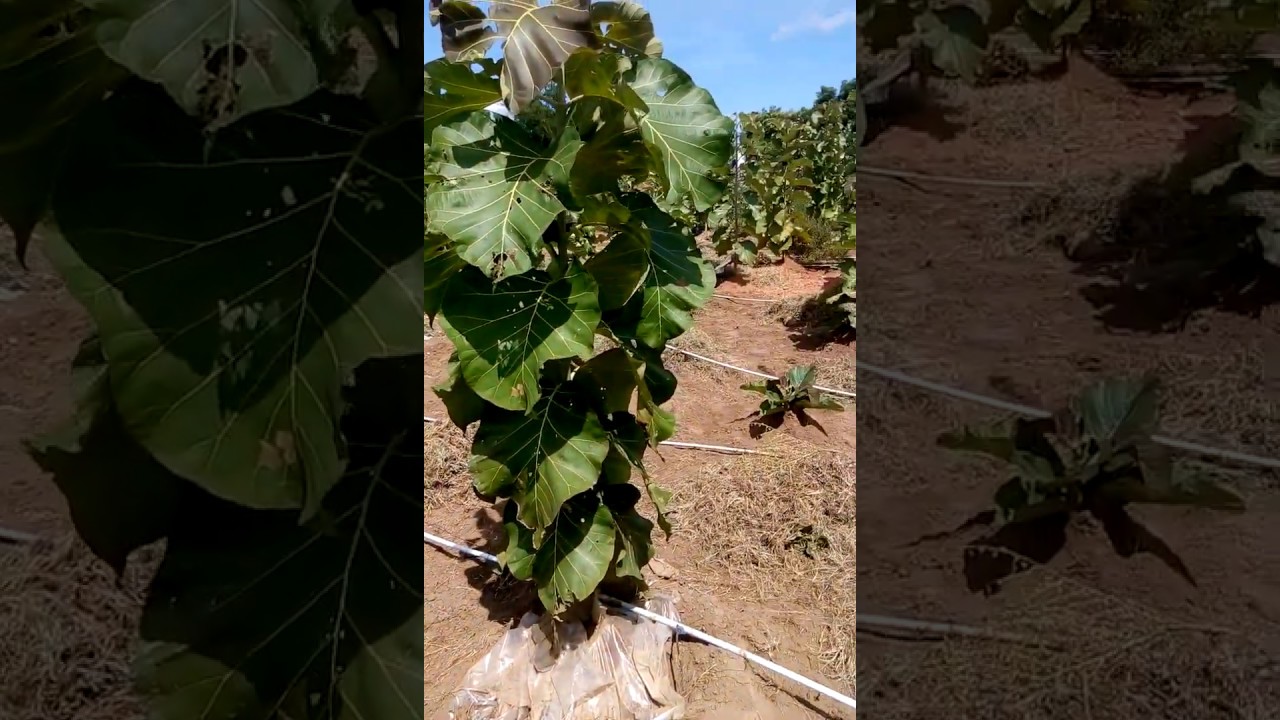 Teak Wood Plantation தேக்கு மரத் தோட்டம் teak wood plantation - YouTube