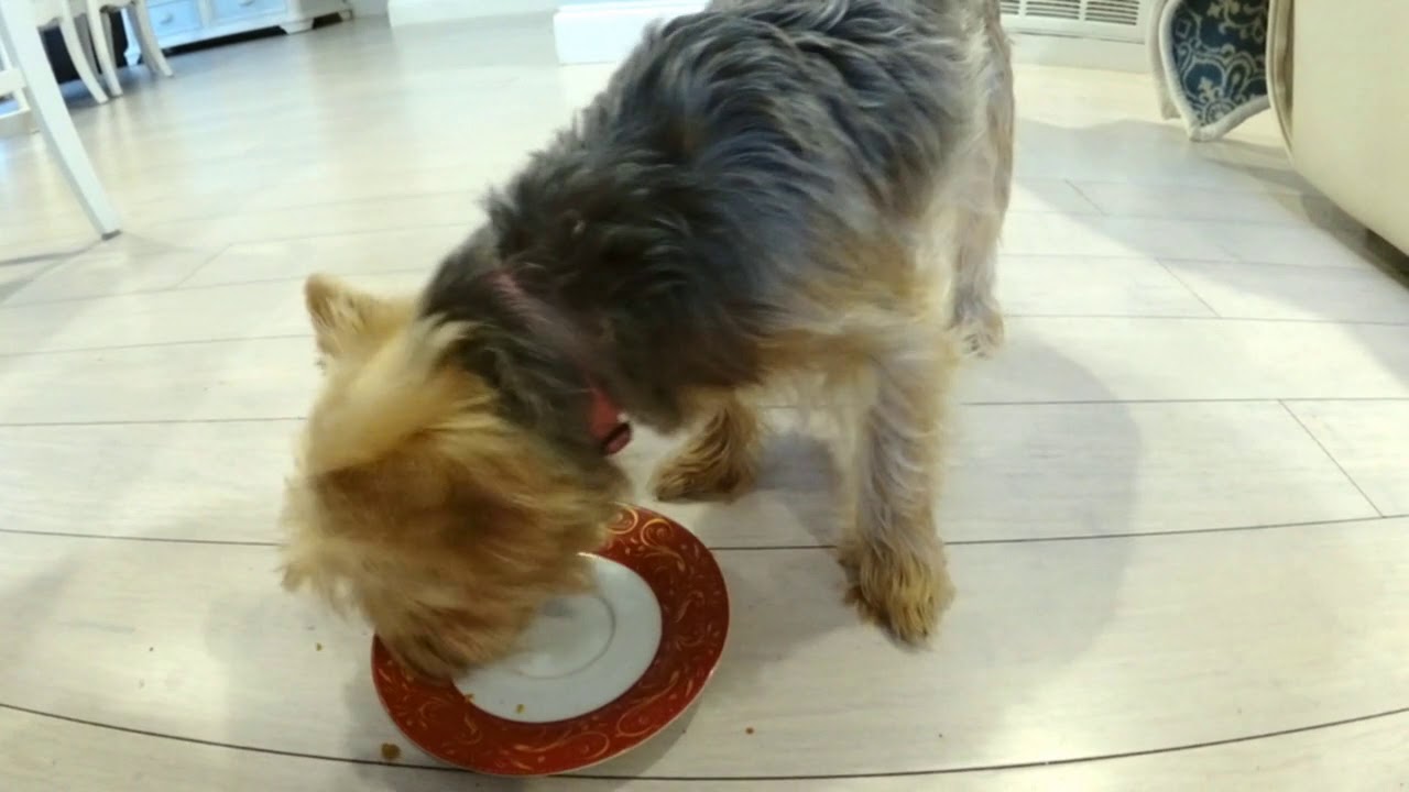 Yorkie Chicken Veggie Breakfast - YouTube