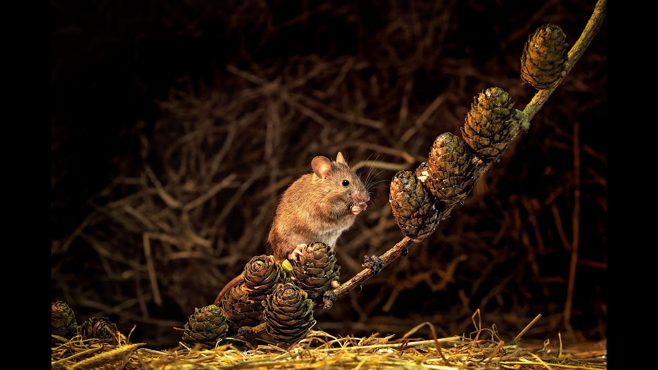 Wild House Mouse Photography with BTS & remote shooting - YouTube