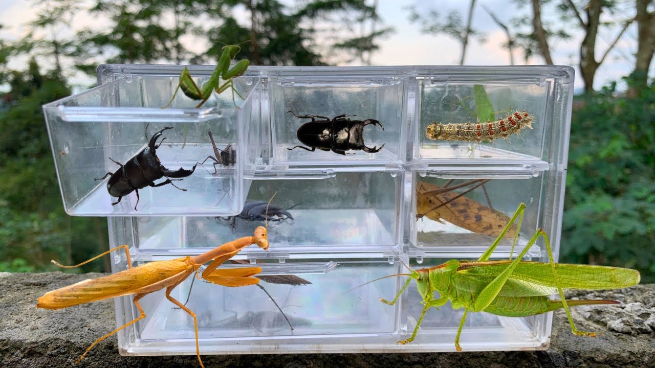 The most beautiful mantis!!catch grasshoppers, poisonous caterpillars ...