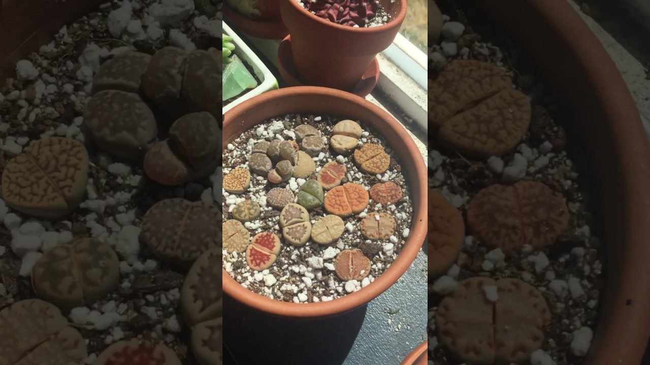 Lithops Needing Water - YouTube