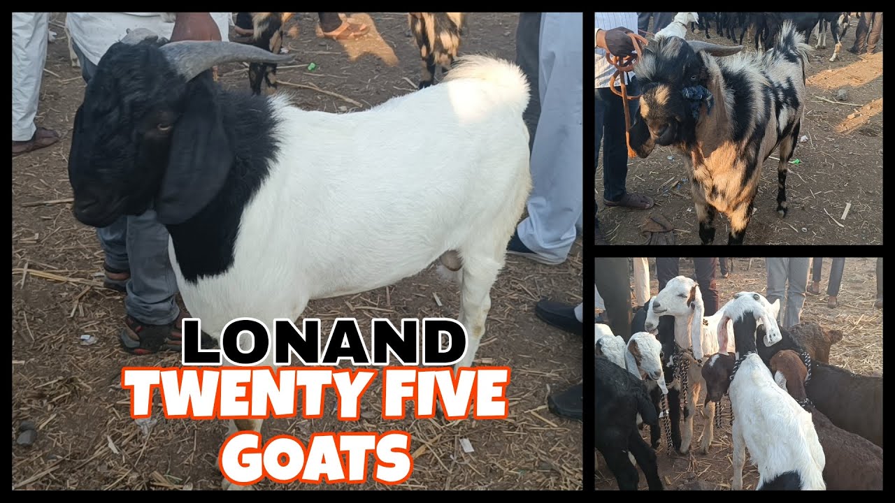 Maharashtra Goats Bazar | 16/05/2024 Lonand (Solapur Road) GOAT BAZAR ...