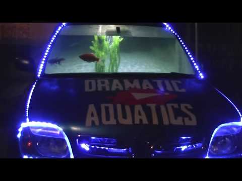 CAR CONVERTED INTO AQUARIUM FOR FREE!!
