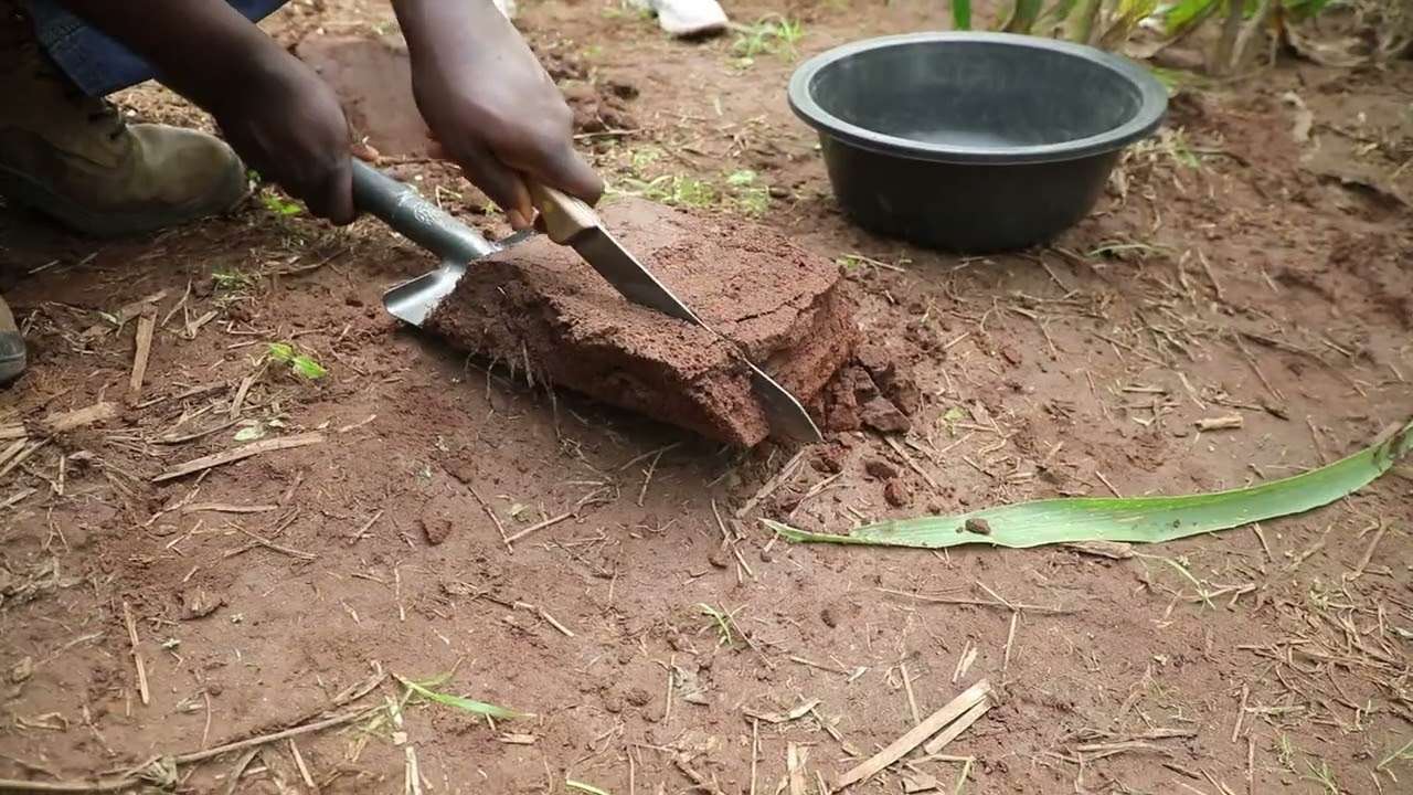(S4A Sampling Protocol) 5: Collecting Soil Sample using Spade - YouTube