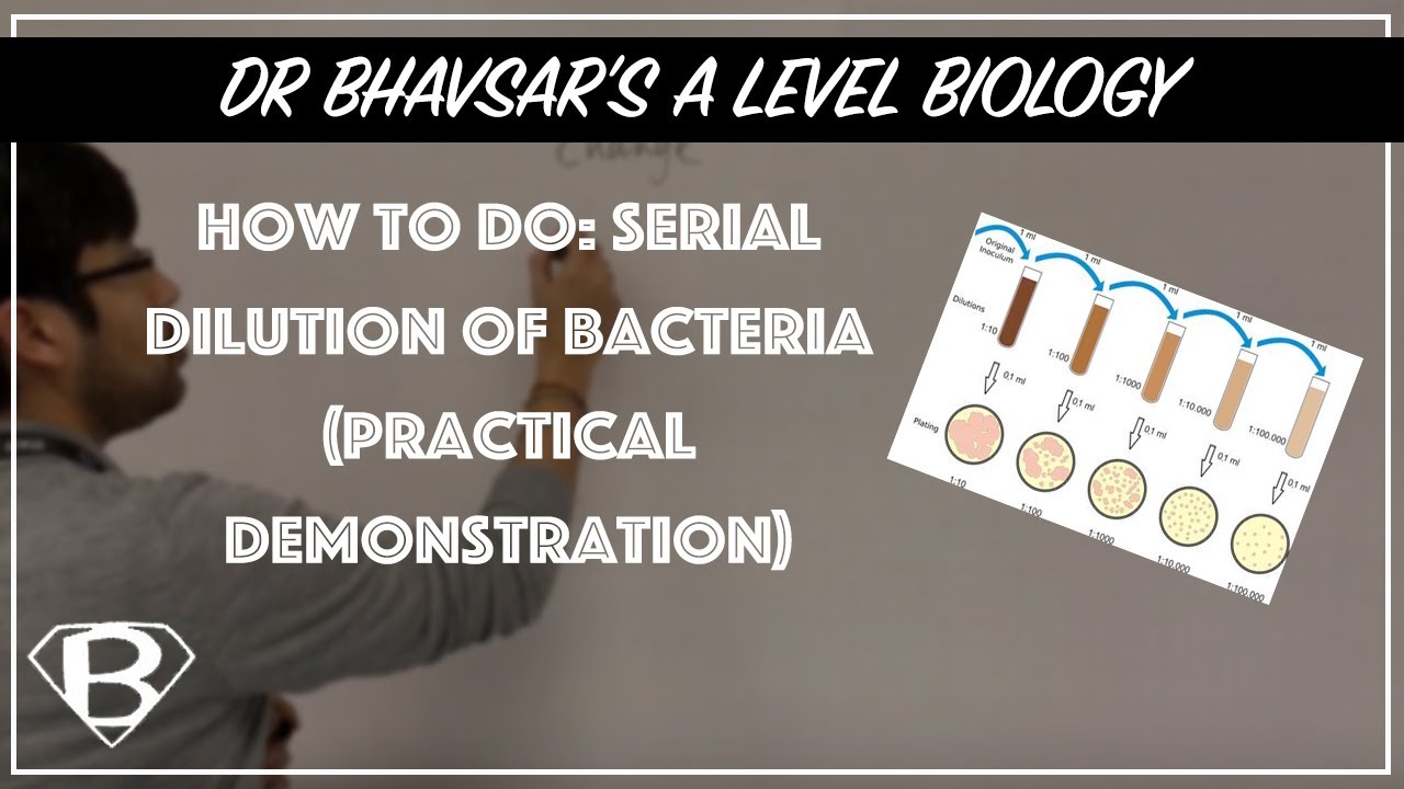How to do: Serial dilution of bacteria (practical demonstration) - YouTube