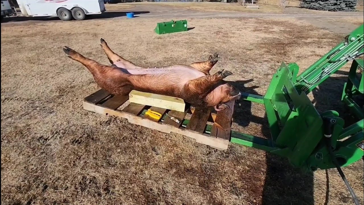 Bullet to Bacon. Complete Homestead Hog Process. - YouTube