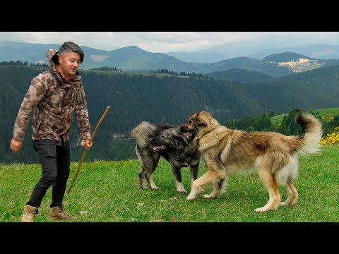 Alaca Yaylasında Çobanlık | Belgesel Film