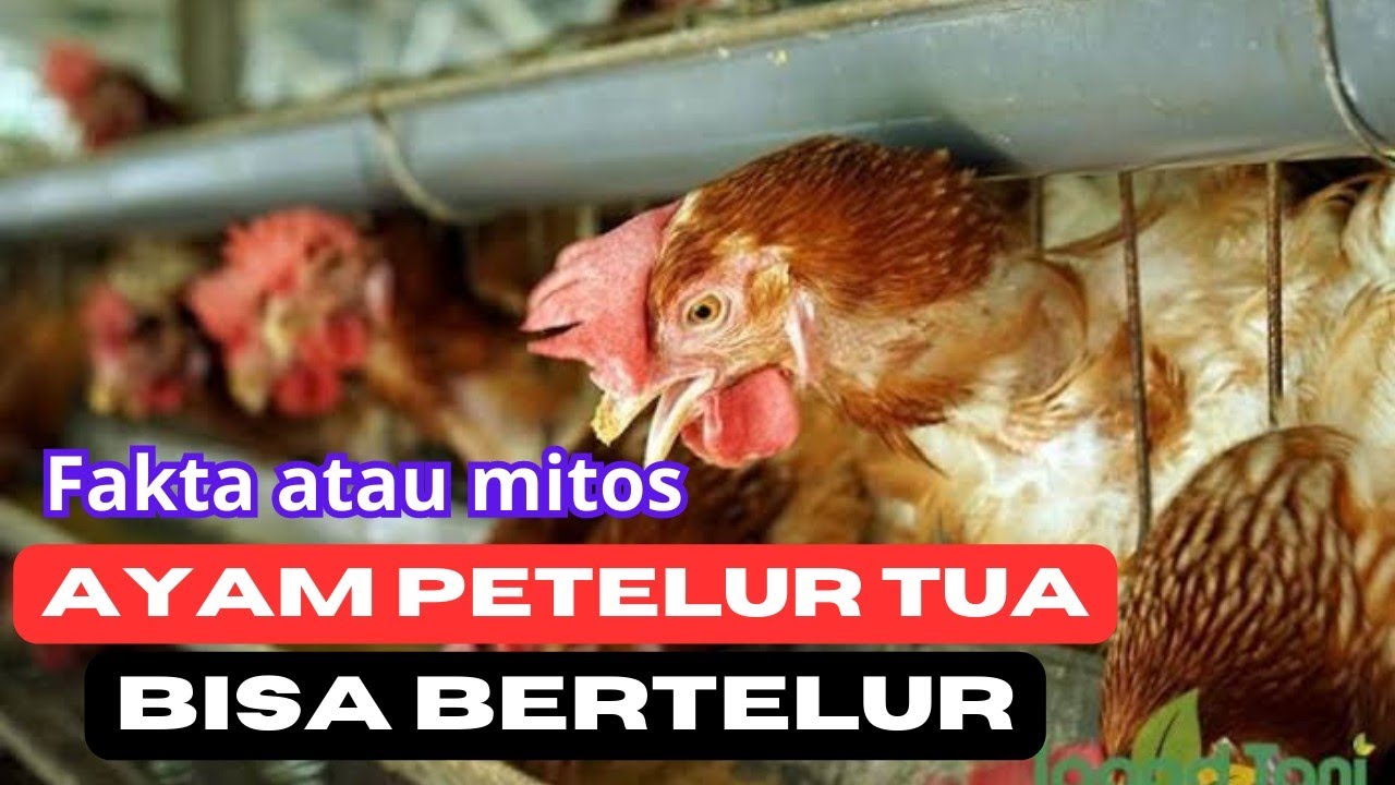 Kami ingin berbagi tips mengenai status Ayam Afkir Apa Bisa Bertelur ...