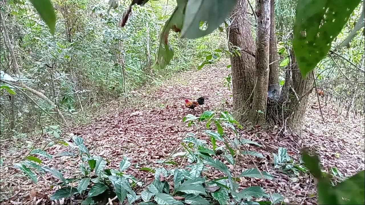 cuab qaib qus tuaj zoo - YouTube