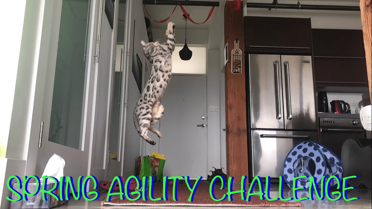 Bengal Cat Jump Challenge - YouTube