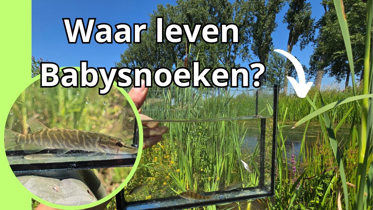 Op Zoek naar Jonge Snoeken en Waterinsecten! - Waterkwaliteit in ...