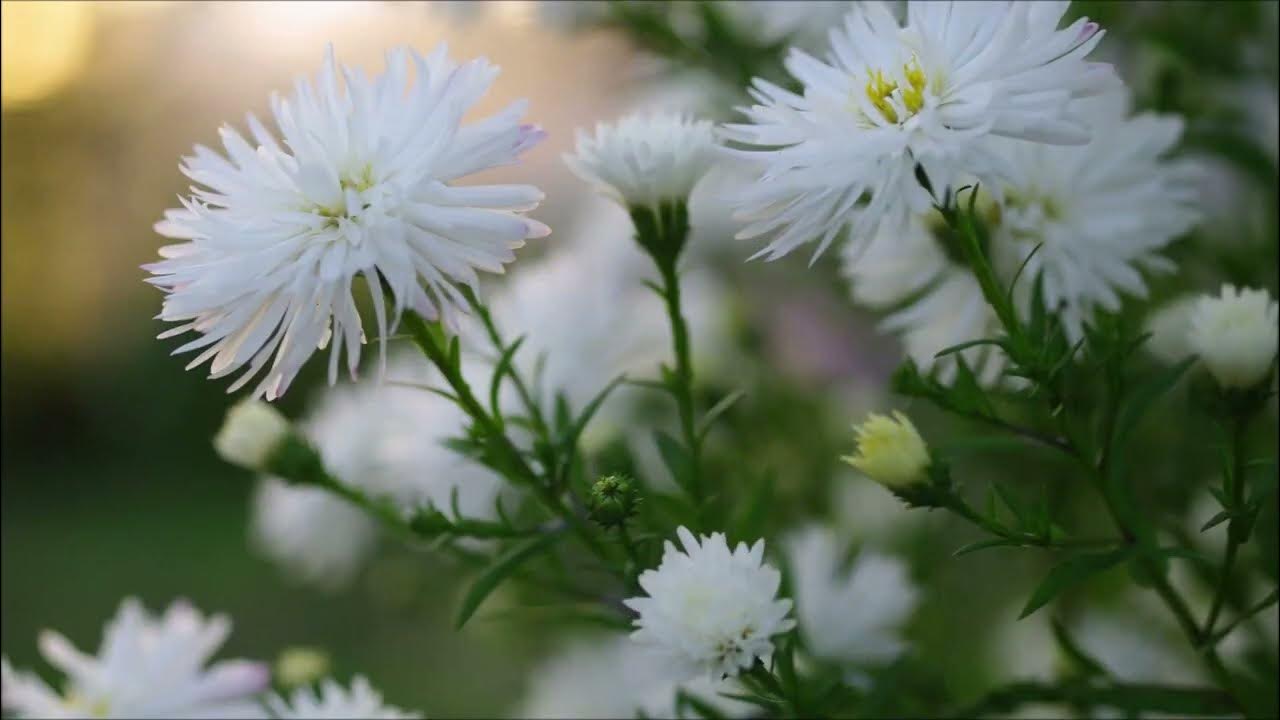 Белые астры - YouTube