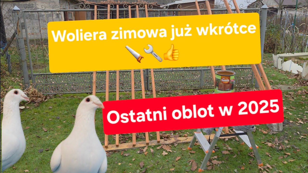 Ostatni oblot białych pocztowych + przygotowania do zimy 8.11.2025🕊🔧🪚 ...