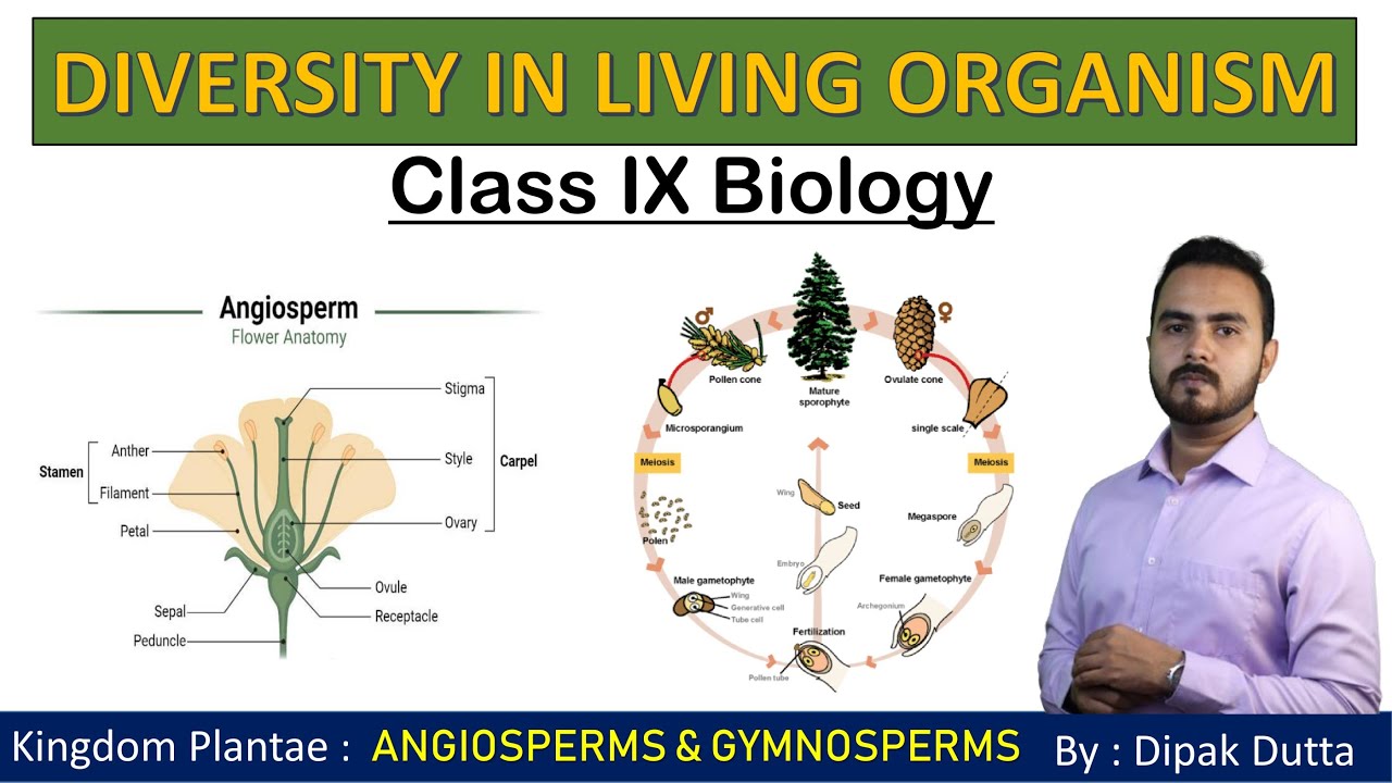 GYMNOSPERMS and ANGIOSPERMS | Plantae division | Diversity Of Living Organism - YouTube