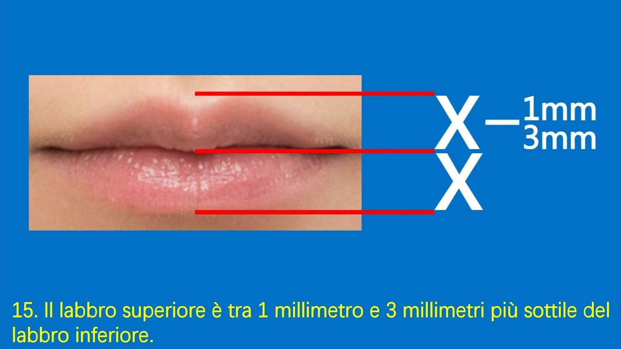 Il labbro superiore è tra 1 millimetro e 3 millimetri più sottile del ...