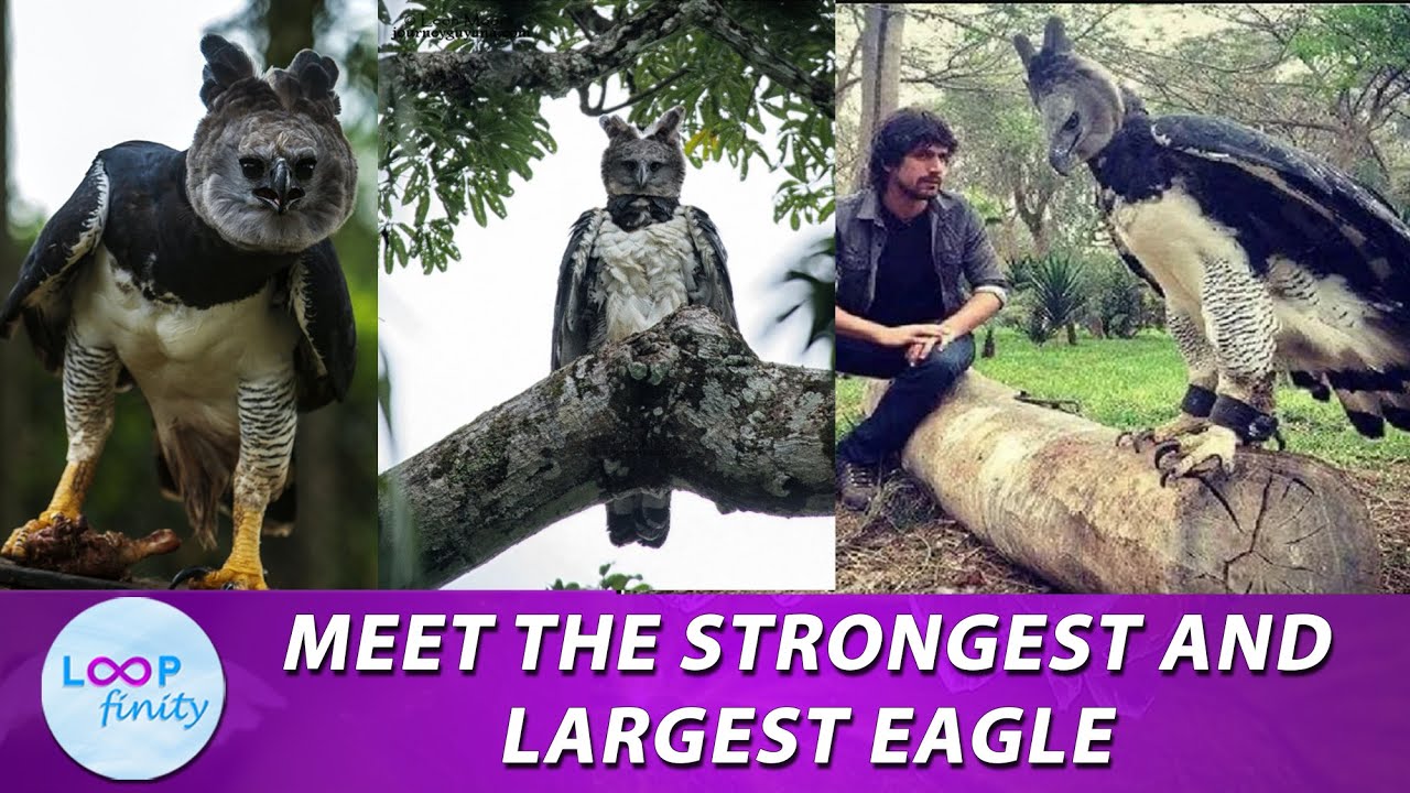 Most Powerful and Largest Eagle | Harpy Eagle - YouTube