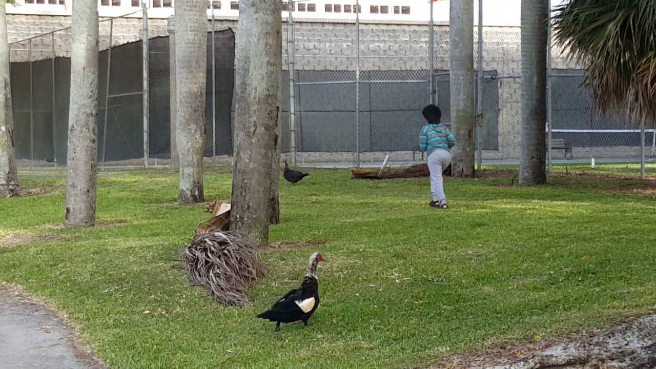 Chasing the ducks - YouTube