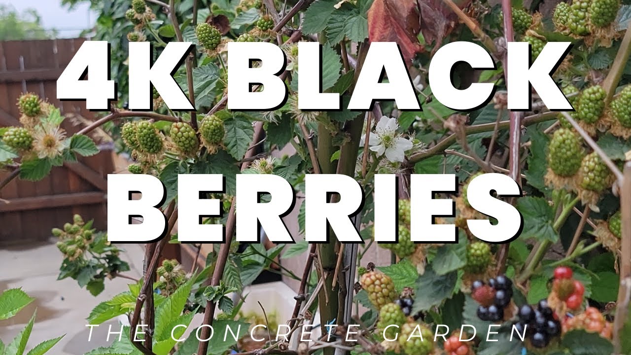 Blackberry Cascade: An Hour of Nature's Sweet Symphony in 4K - YouTube