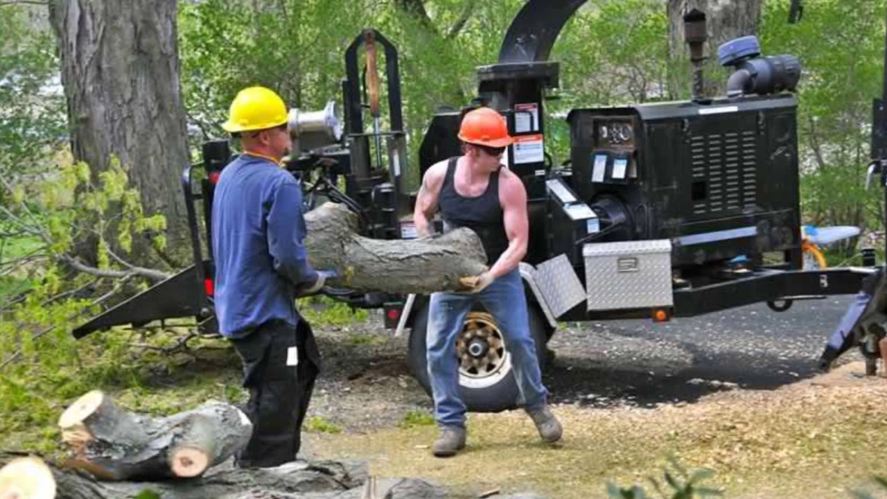 Tree Services Beaverton, OR. First Call Tree Services - YouTube